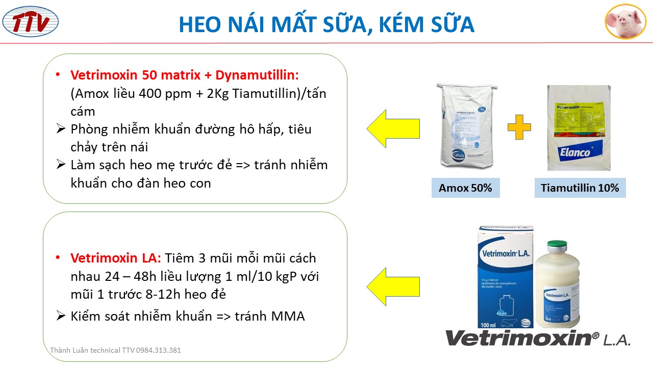 TIENTHANHVET - Cập nhập giá heo 07/02/2023 tại Miền Bắc và Miền Trung ...